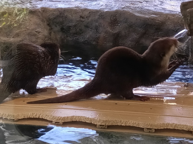 よみうりランド眺望温泉 花景の湯[稲城市]のサ活（サウナ記録・口コミ感想）一覧 - サウナイキタイ